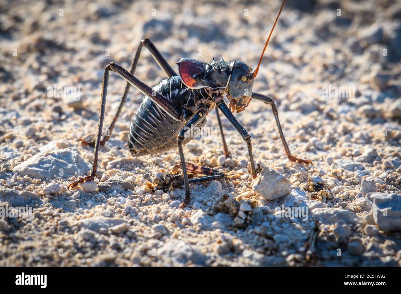 Cricket namibia hi-res stock photography and images - Alamy