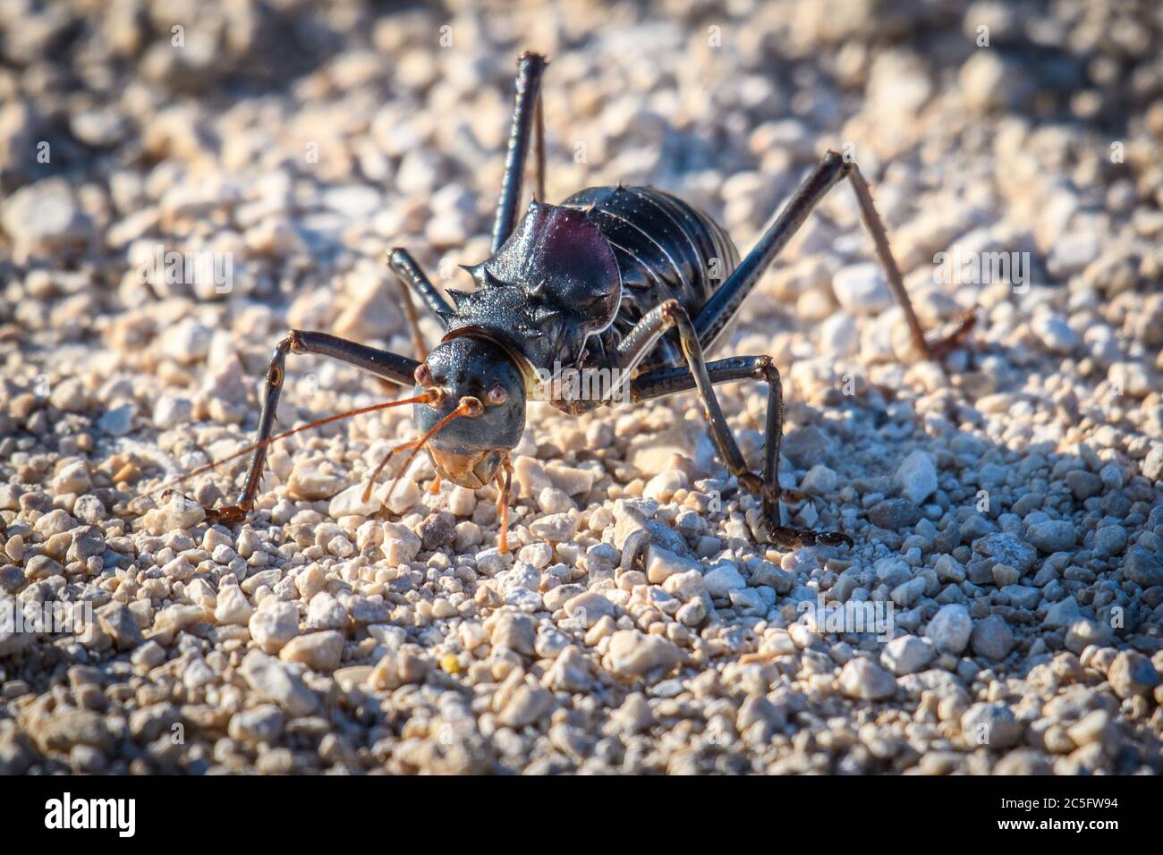 Armored Cricket High Resolution Stock Photography and Images - Alamy