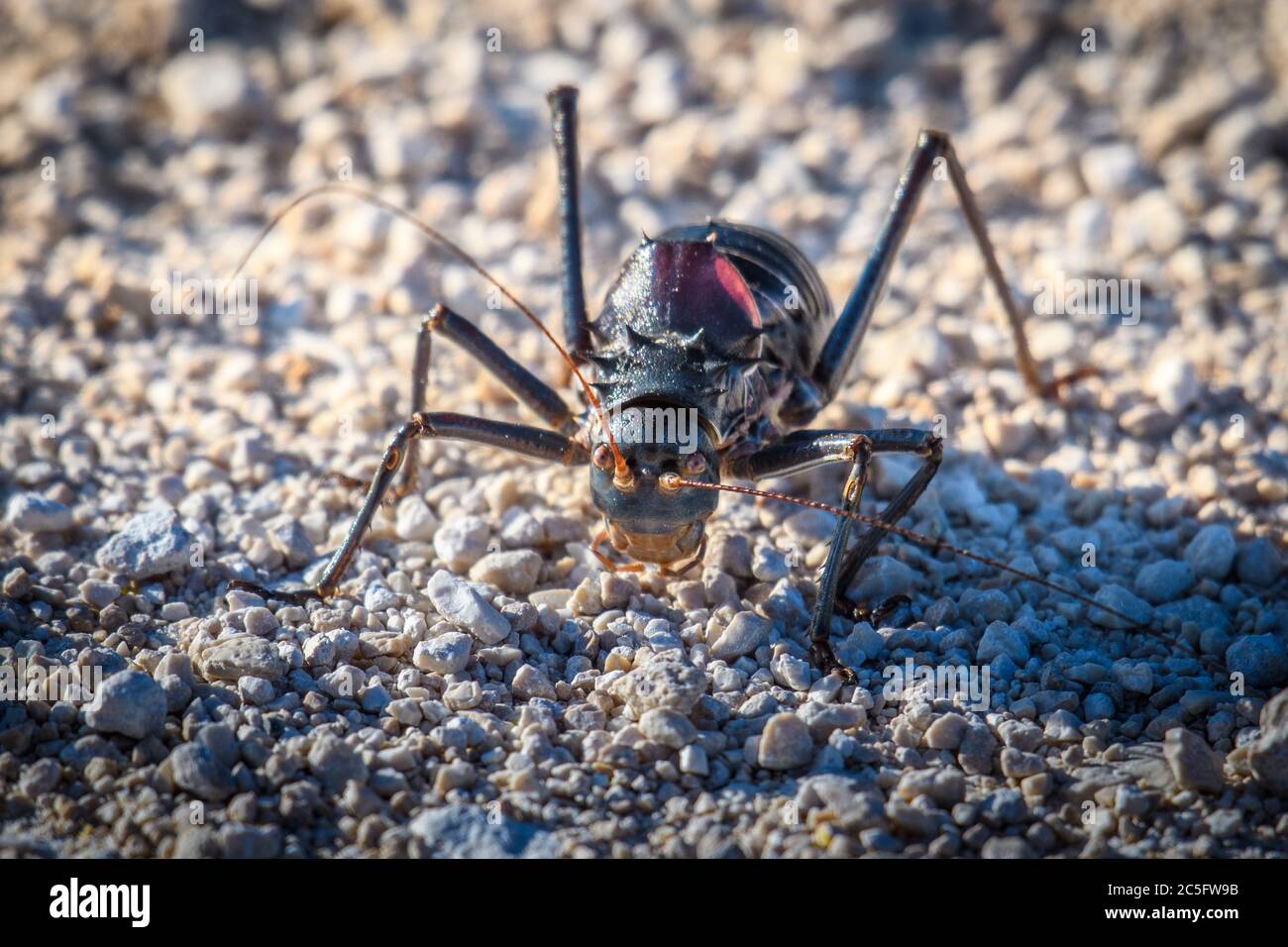 Armored cricket hi-res stock photography and images - Alamy