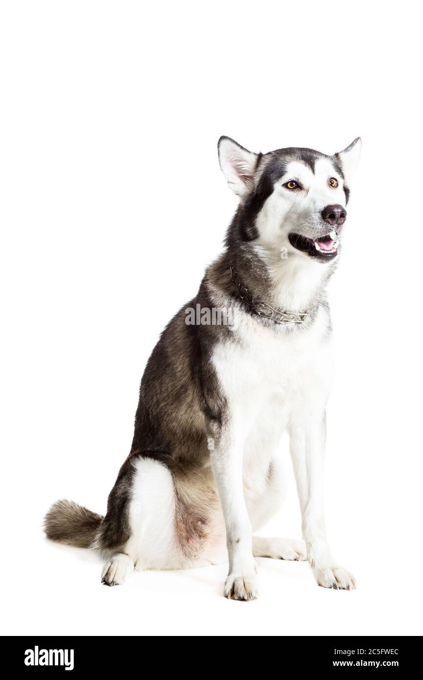 Alaskan Malamute sitting in front of the camera, isolated on white ...