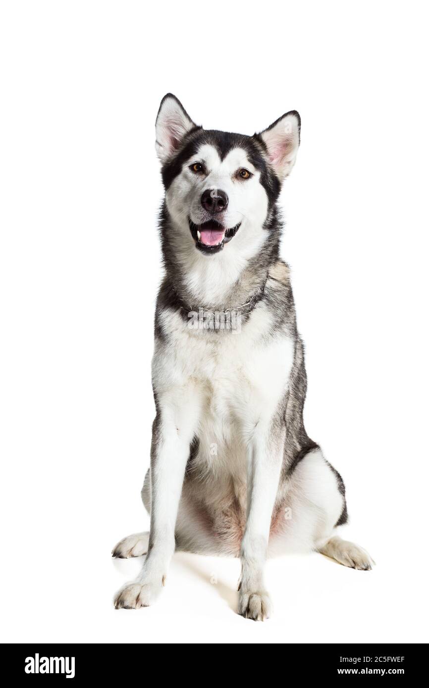 Alaskan Malamute sitting in front of white background Stock Photo - Alamy