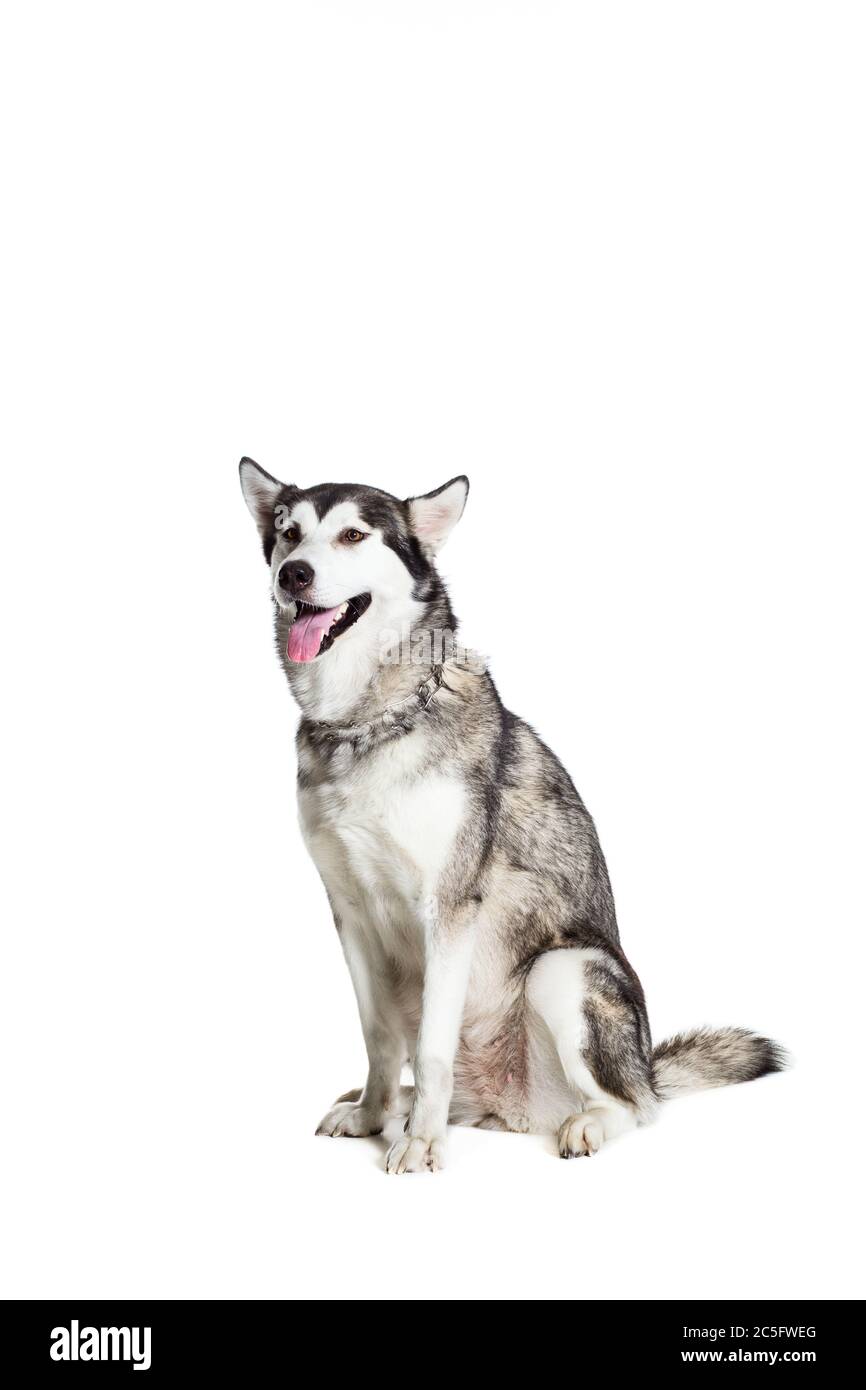 Alaskan Malamute sitting in front of the camera, isolated on white ...