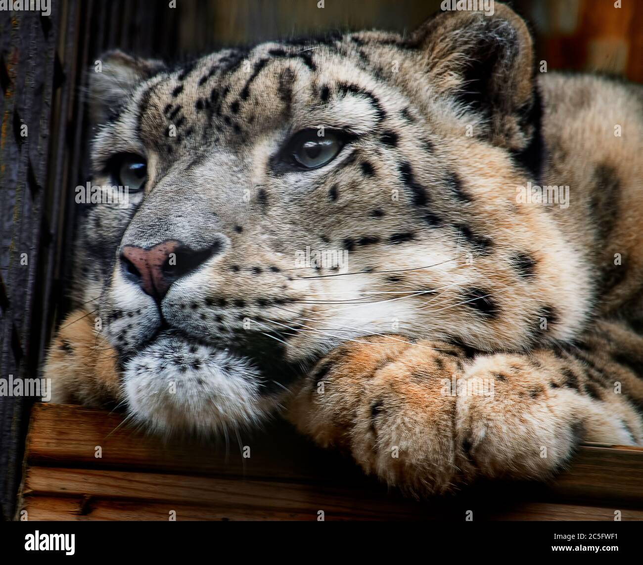Snow leopard close up hi-res stock photography and images - Alamy