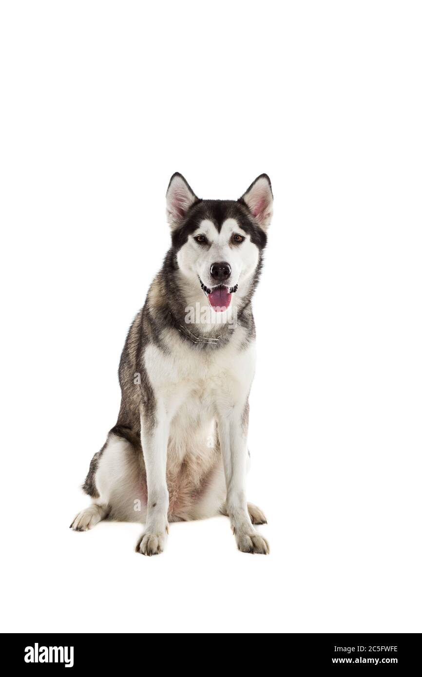 Alaskan Malamute sitting in front of white background Stock Photo - Alamy