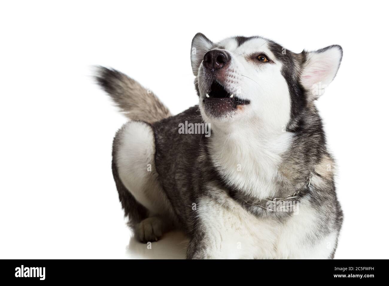 Alaskan Malamute sitting in front of white background Stock Photo - Alamy