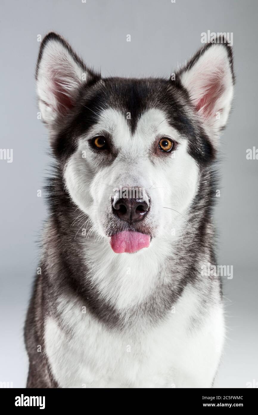Portrait of siberian husky on gray background Stock Photo - Alamy