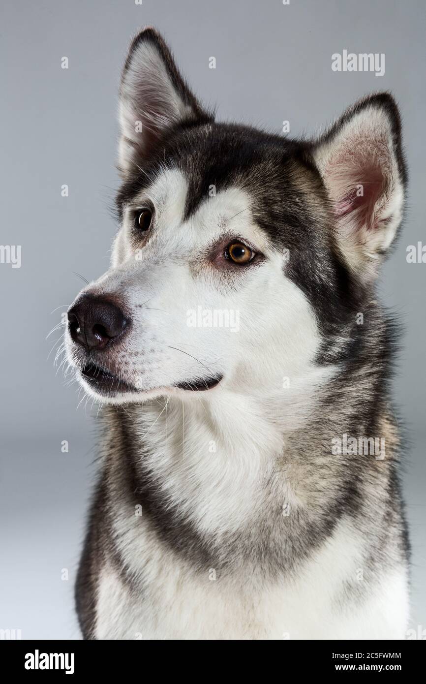 Portrait of siberian husky on gray background Stock Photo - Alamy