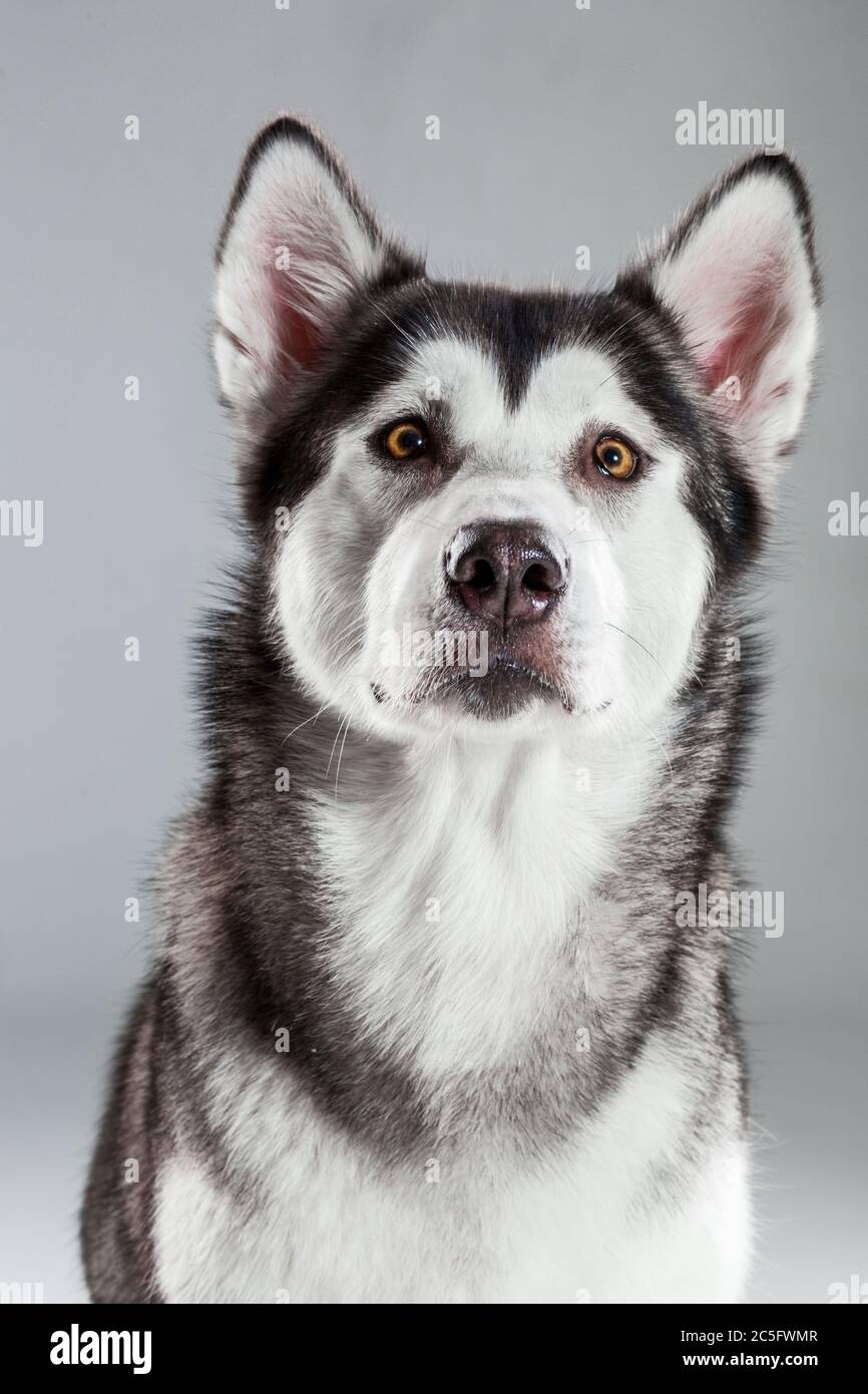 Gray And White Siberian Husky