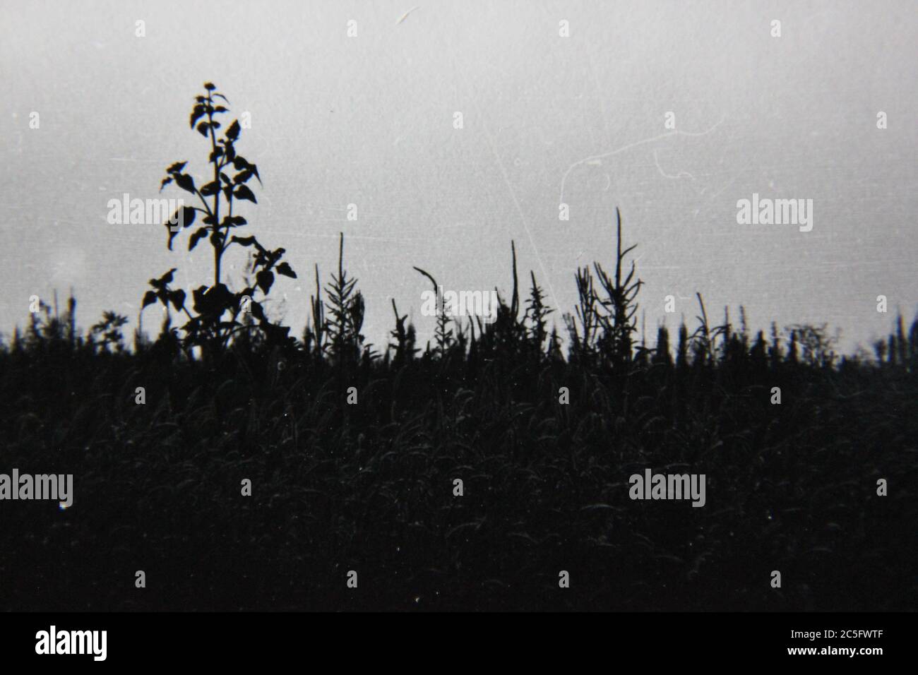 Fine 70s vintage black and white lifestyle photography of the beautiful ...