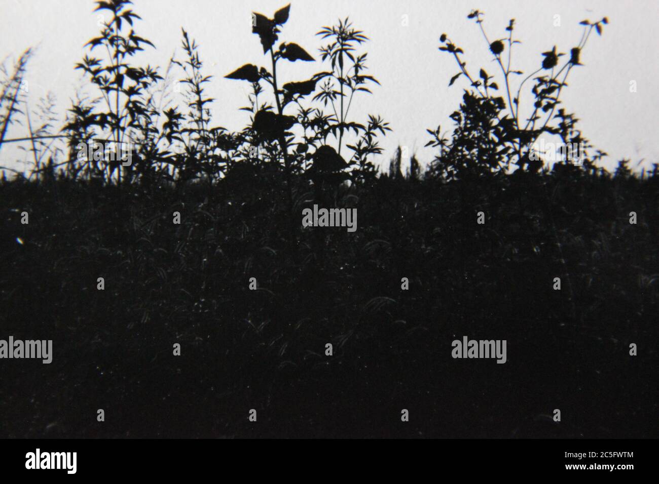 Fine 70s vintage black and white lifestyle photography of the beautiful ...