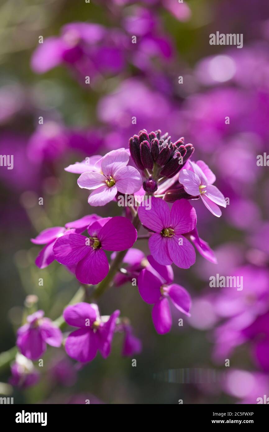 Erysimum Bowles's Mauve plants in flower in early May. A type of ...