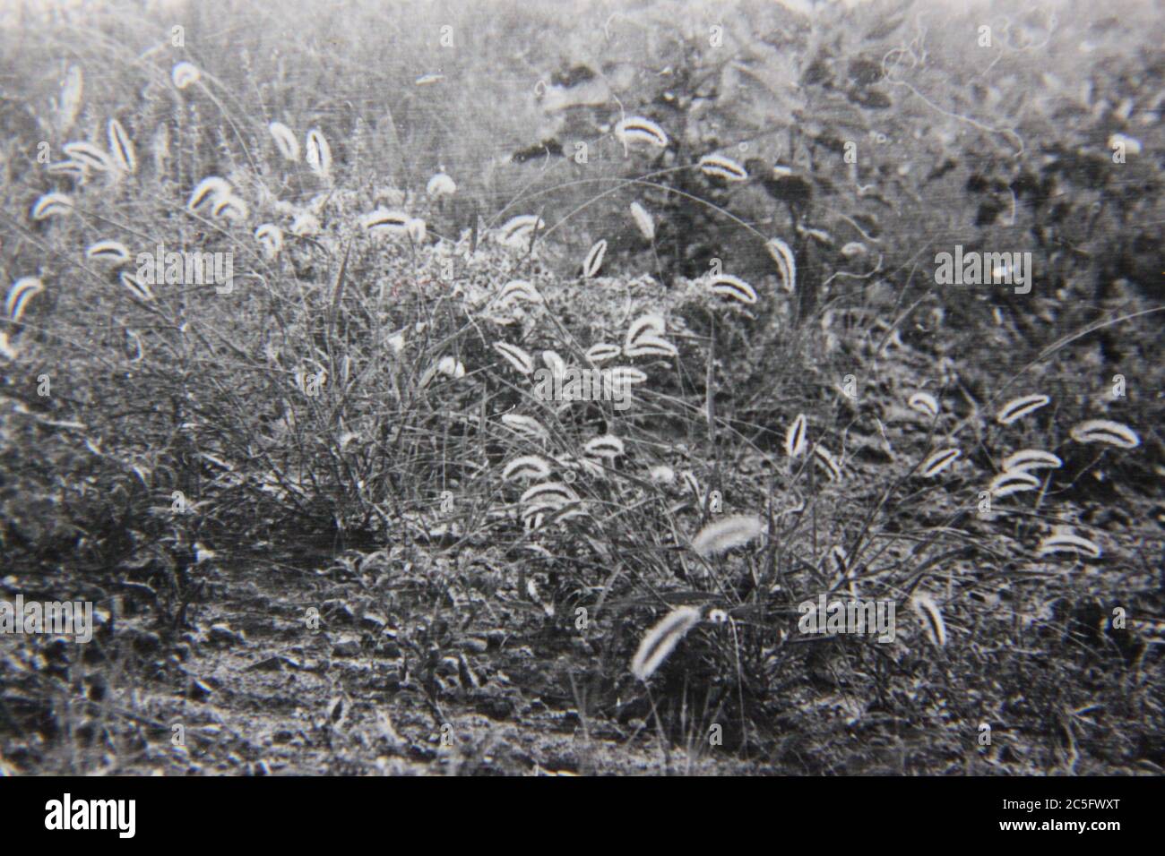 Fine 70s vintage black and white lifestyle photography of the beautiful ...