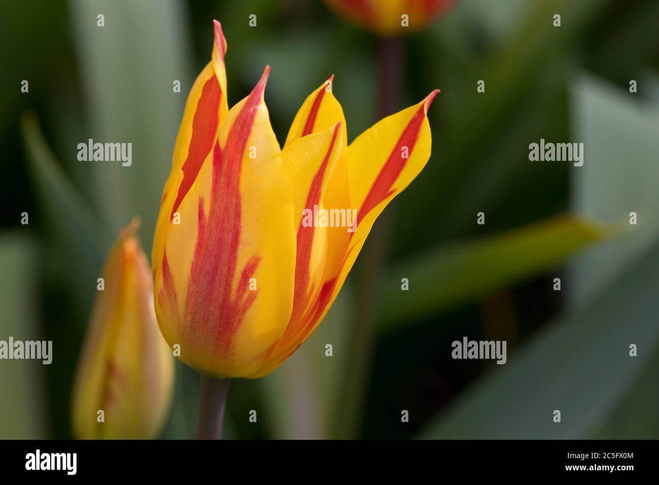 Tulip Virus High Resolution Stock Photography and Images - Alamy