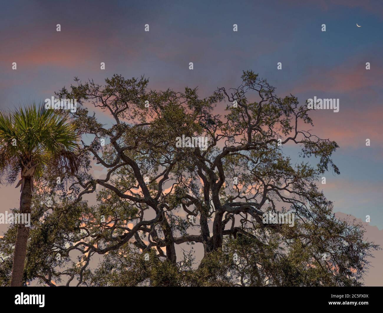 Florida oak trees hi-res stock photography and images - Alamy