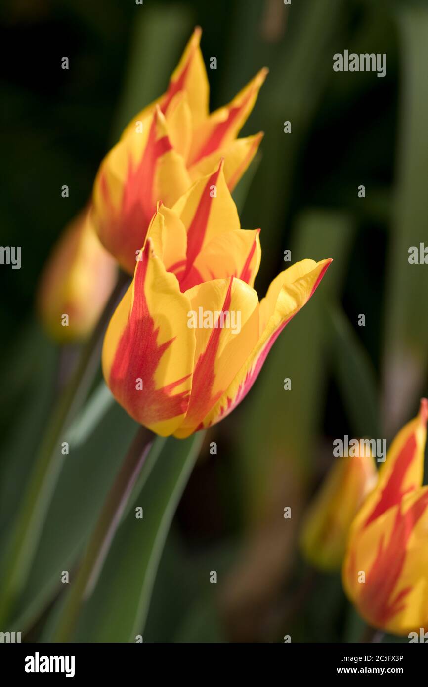 Tulip fire hi-res stock photography and images - Alamy
