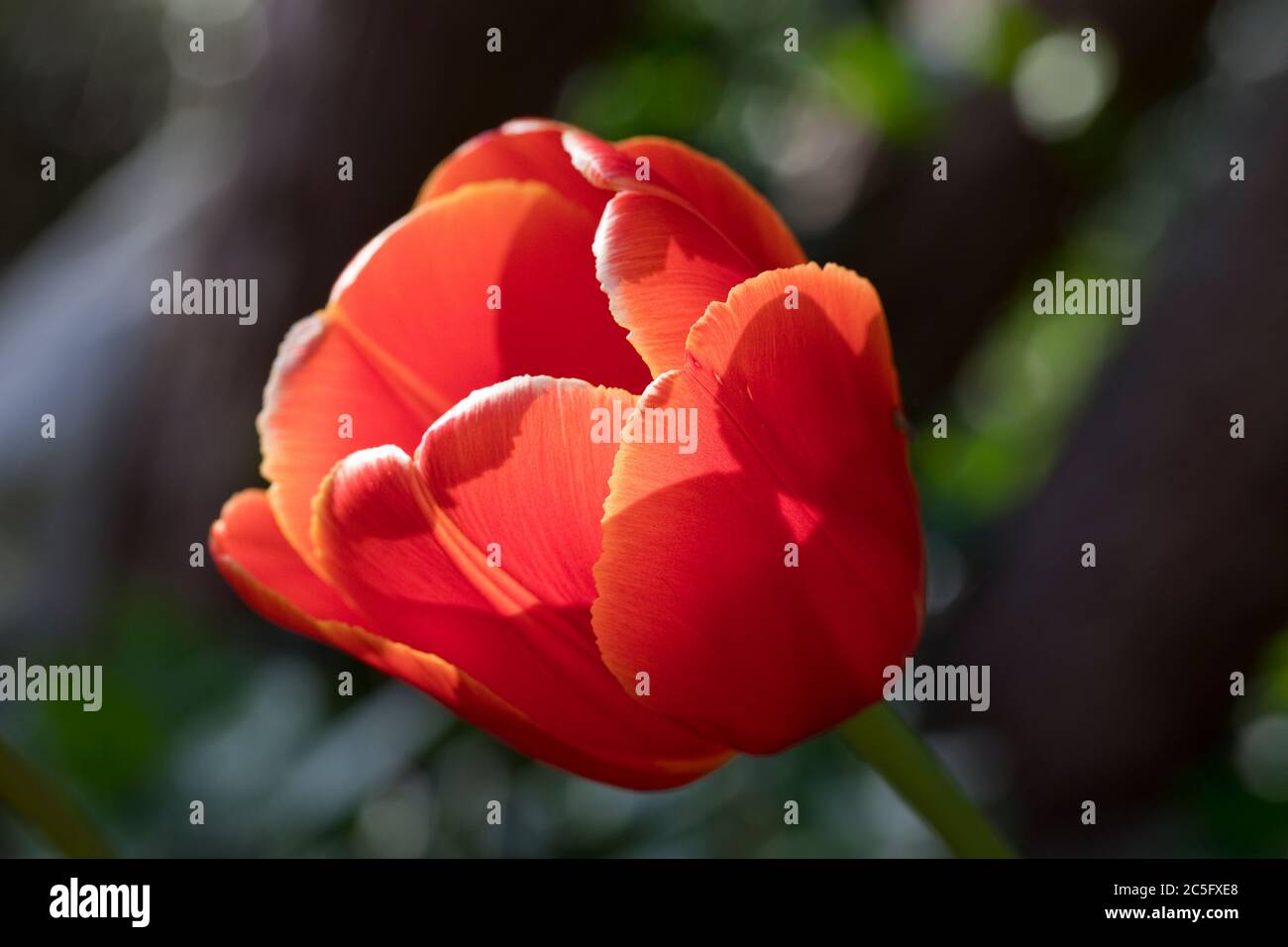 Tulip variety Dow Jones in a garden in spring, England, United Kingdom ...