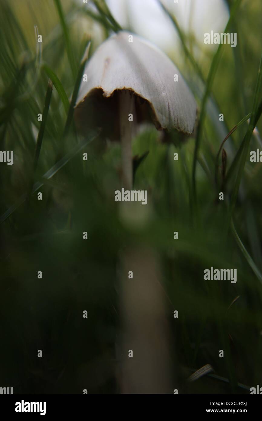Coprinus disseminatus trooping crumble cap hi-res stock photography and ...