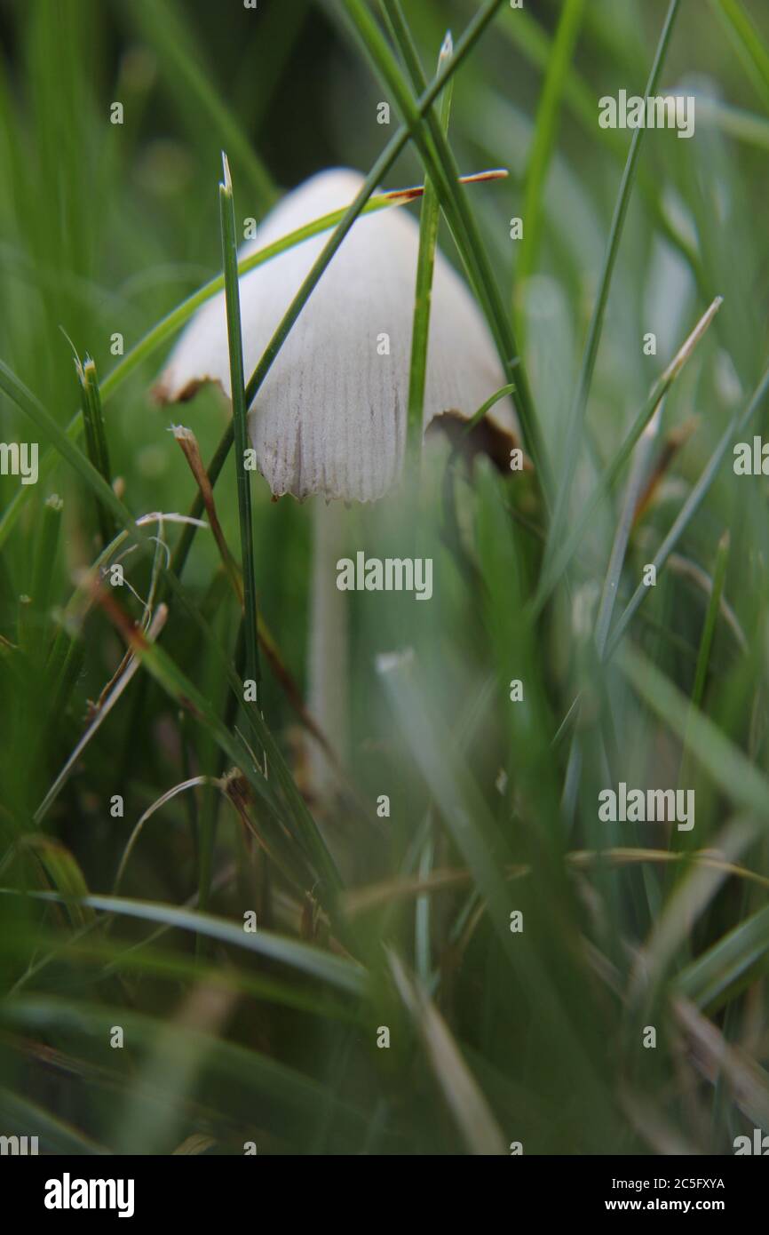 White mushroom, Coprinellus disseminatus, Coprinus disseminatus, fairy ...