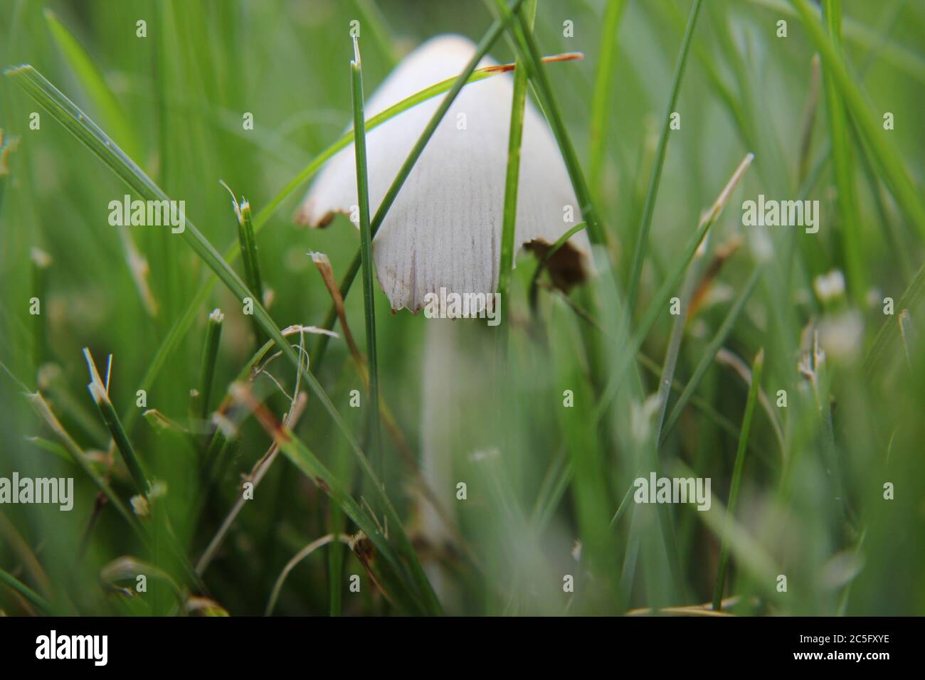 White mushroom, Coprinellus disseminatus, Coprinus disseminatus, fairy ...