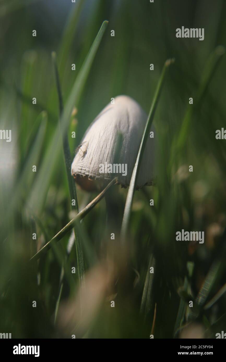 White mushroom, Coprinellus disseminatus, Coprinus disseminatus, fairy ...