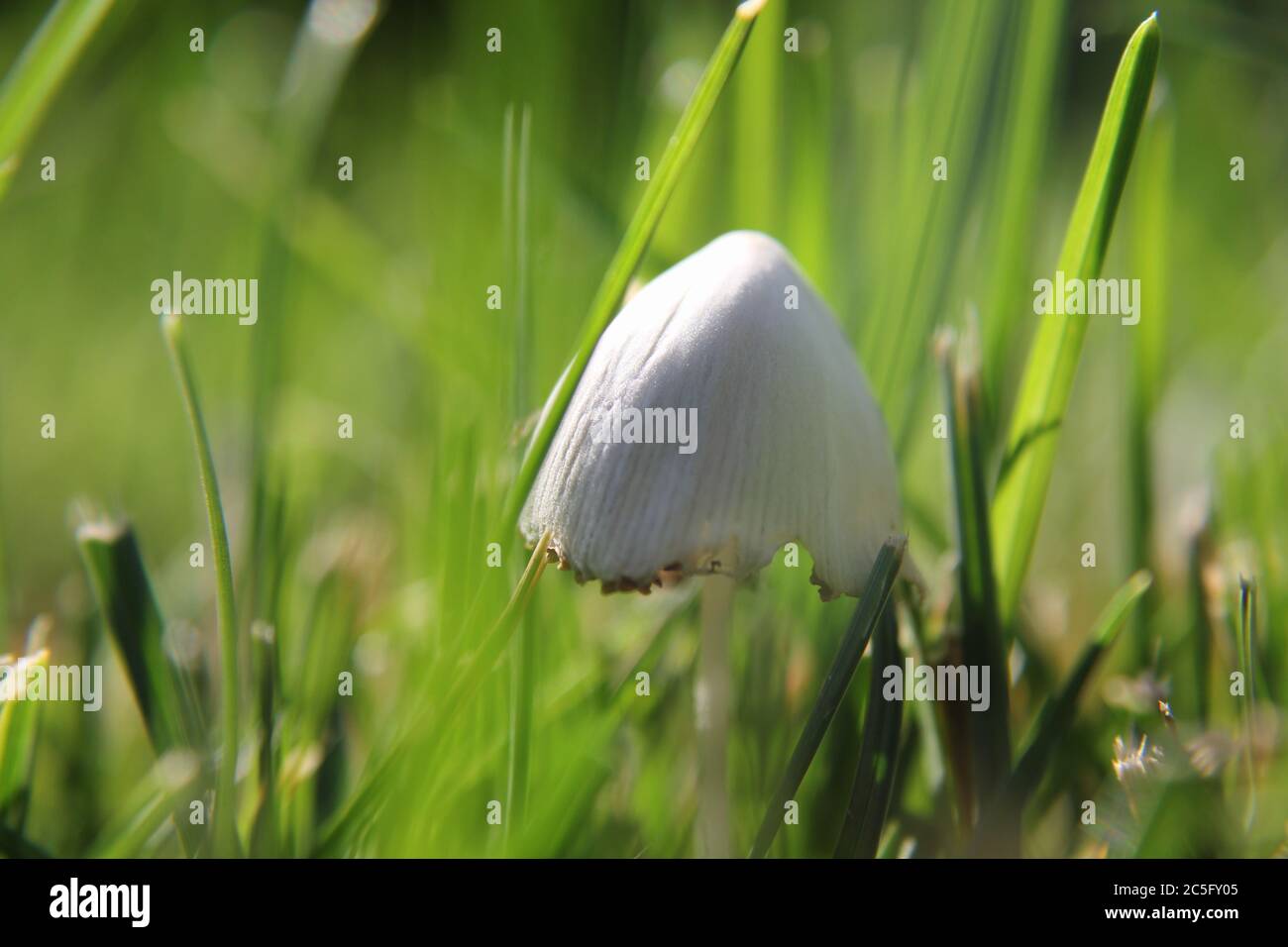 White mushroom, Coprinellus disseminatus, Coprinus disseminatus, fairy ...