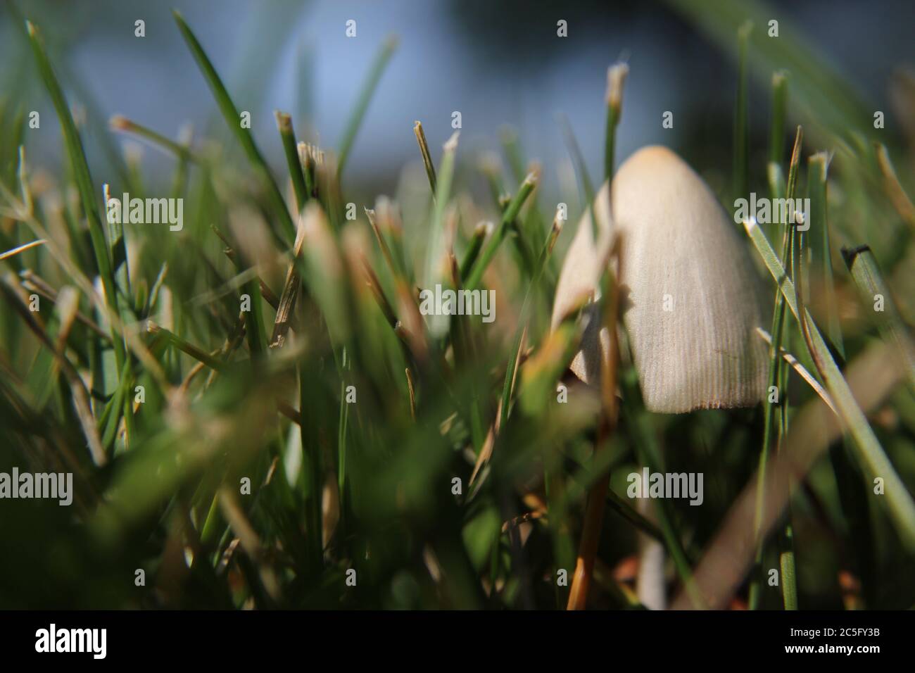 White mushroom, Coprinellus disseminatus, Coprinus disseminatus, fairy ...
