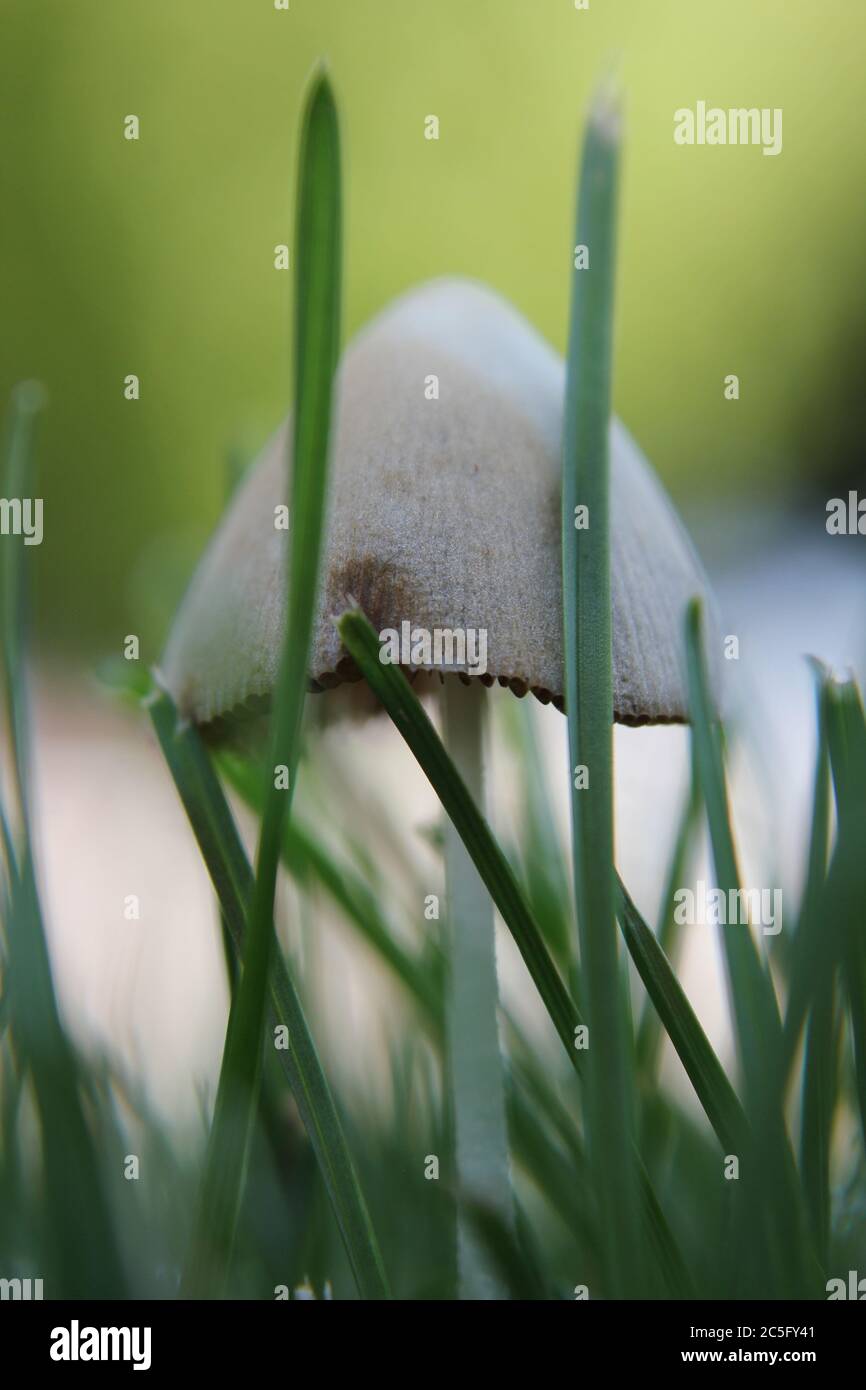 White mushroom, Coprinellus disseminatus, Coprinus disseminatus, fairy ...