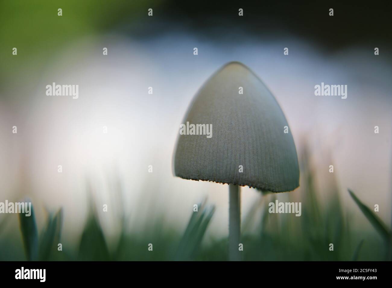 Fairies bonnets trooping crumble cap hi-res stock photography and ...