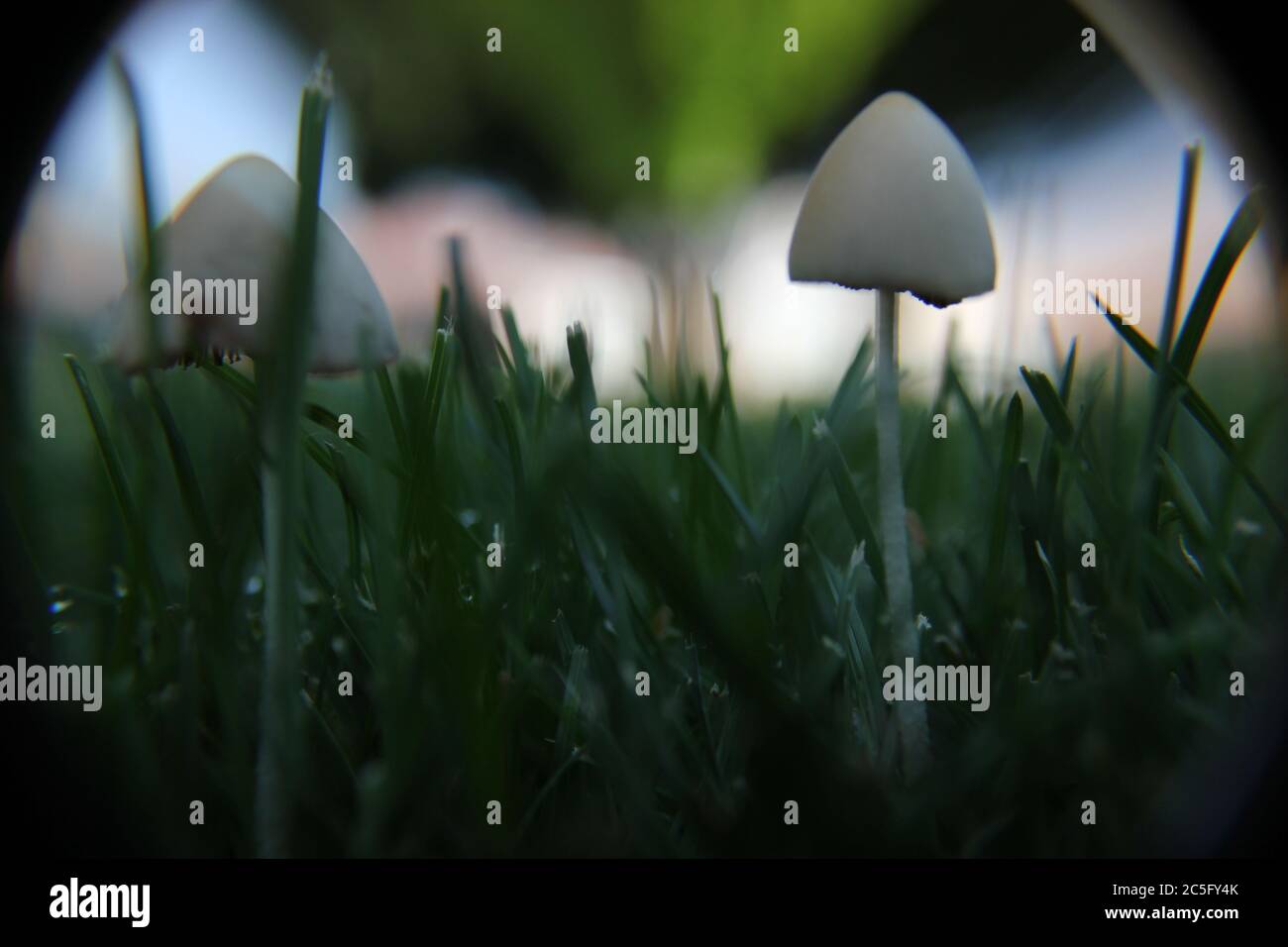 Non inky coprinus coprinellus disseminatus hi-res stock photography and ...