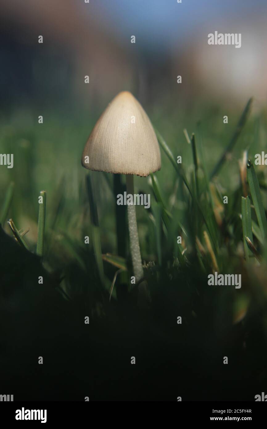 White mushroom, Coprinellus disseminatus, Coprinus disseminatus, fairy ...