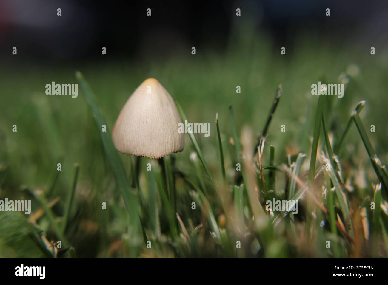 White mushroom, Coprinellus disseminatus, Coprinus disseminatus, fairy ...