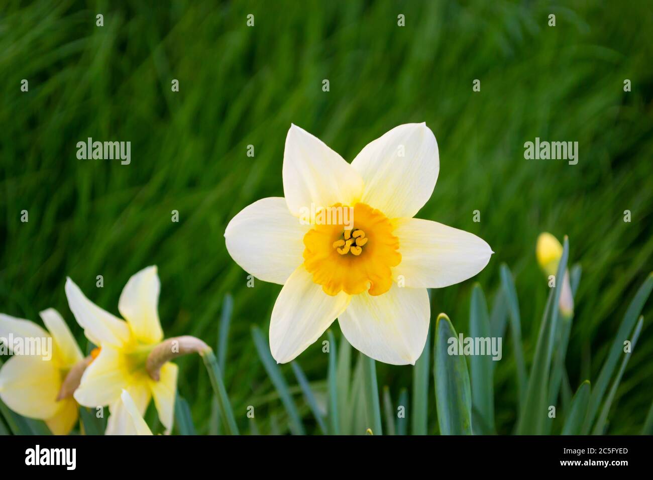 Daffodils on a sunny spring day Stock Photo - Alamy
