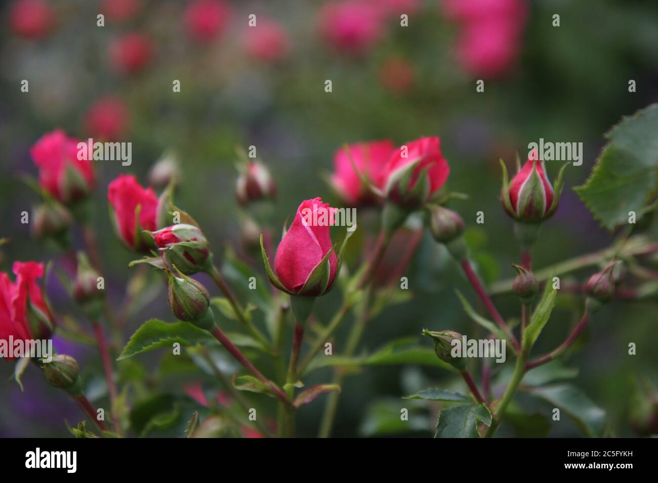 Blooming fresh pink rose buds. Symbol for youth, grattitude Stock Photo ...