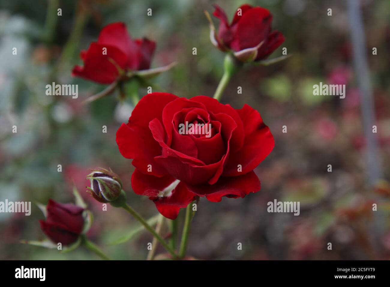 Dark red rose flower hi-res stock photography and images - Alamy