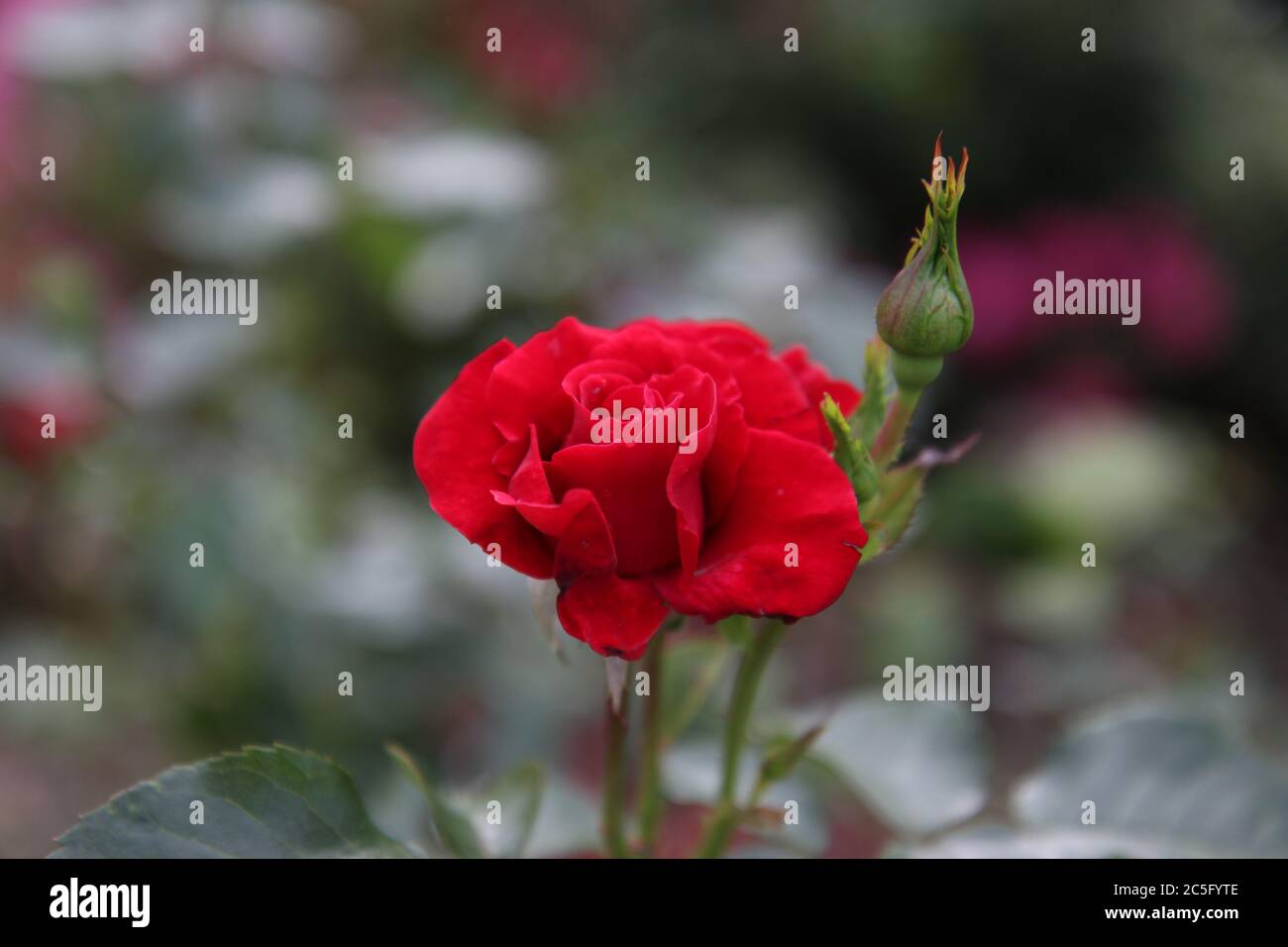 Strong colors hi-res stock photography and images - Alamy
