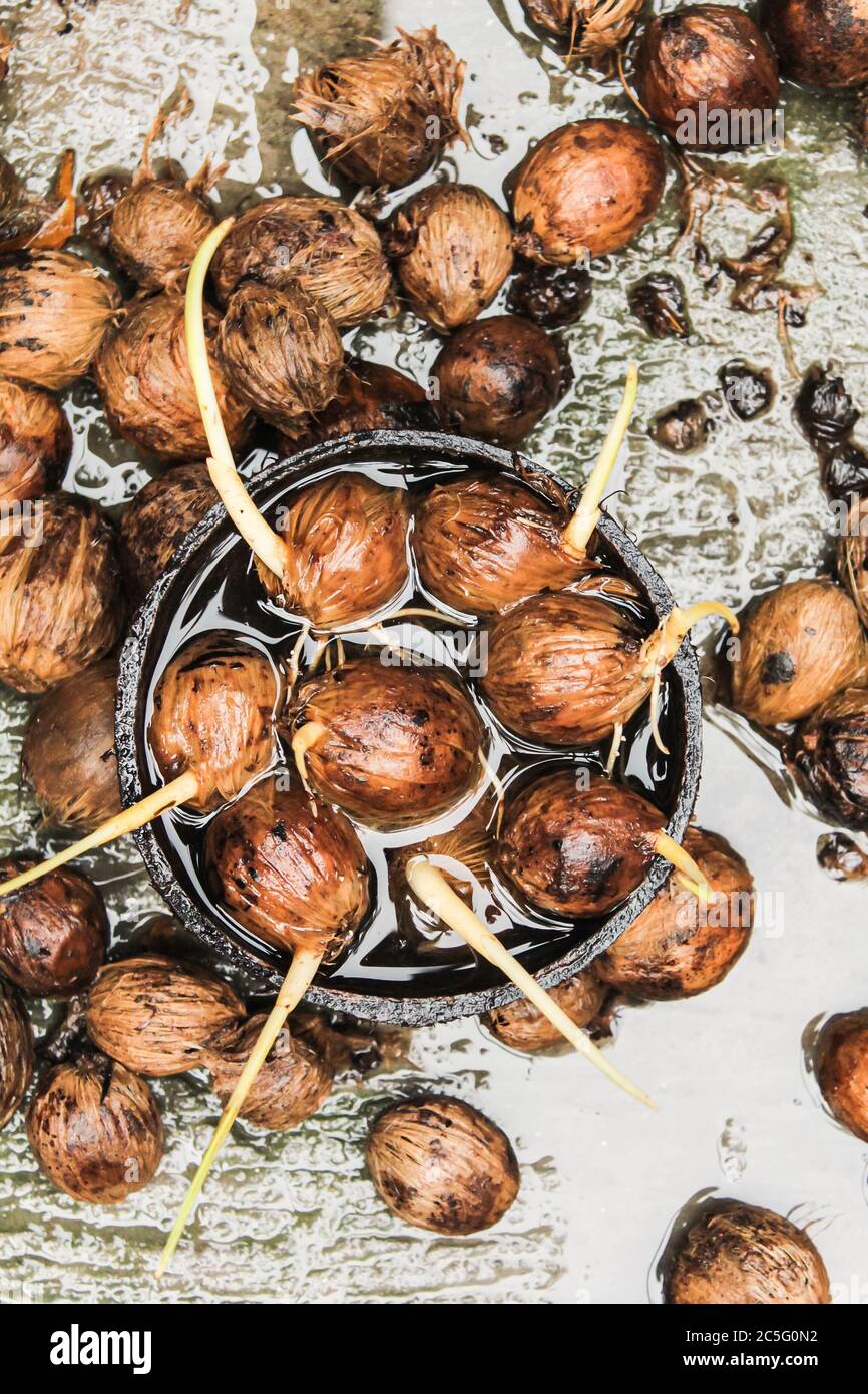 Betel nut hi-res stock photography and images - Alamy