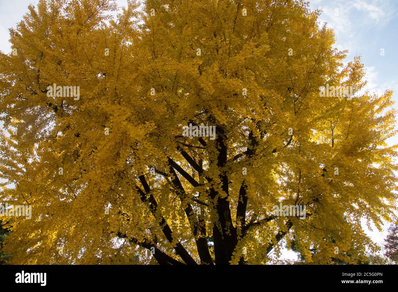 Yellow leave and ginko tree in Japan garden. Autumn and yellow leaf ...