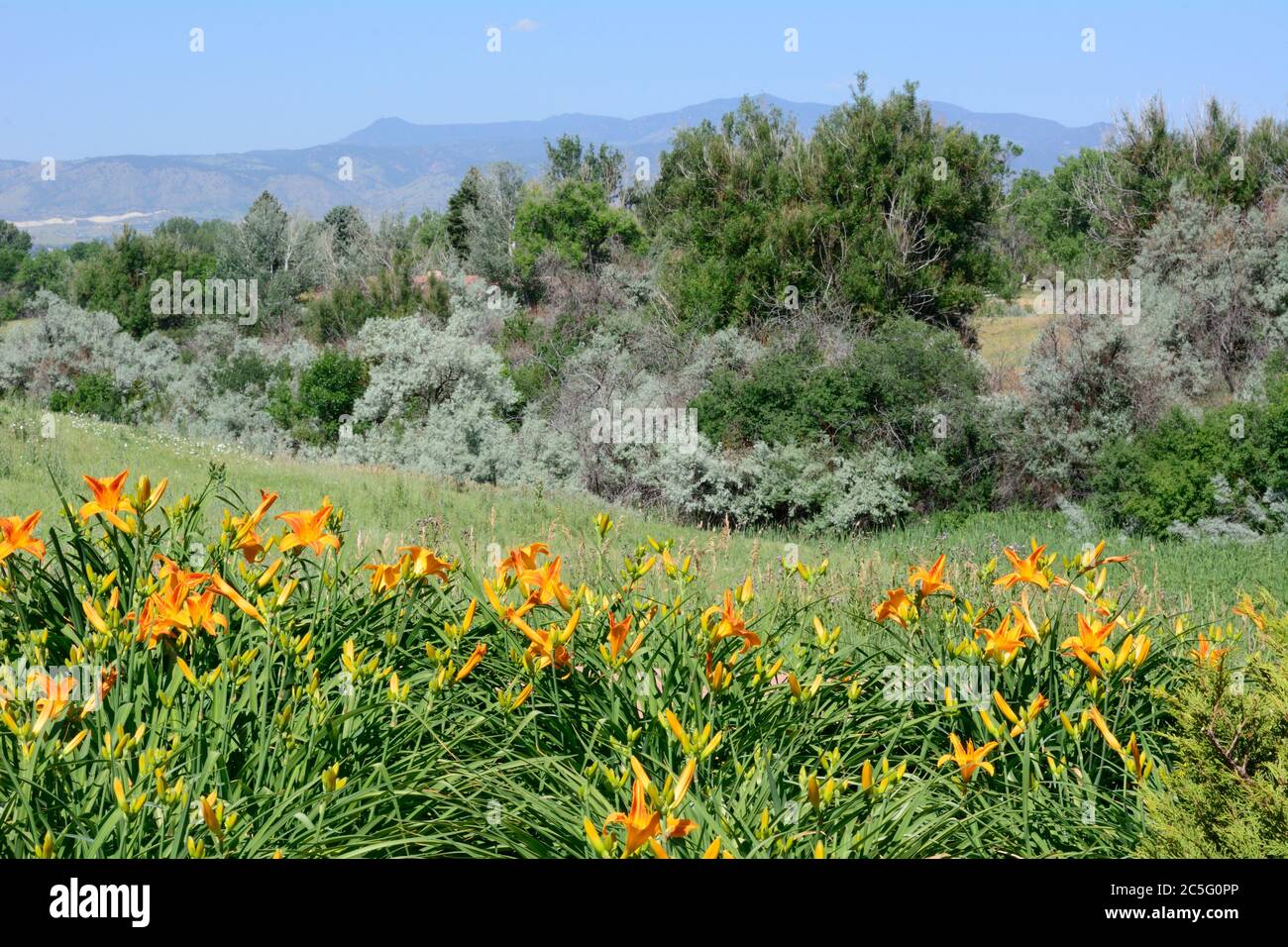Colorado Front Range landscape with bed of ornage daylily flowers ...