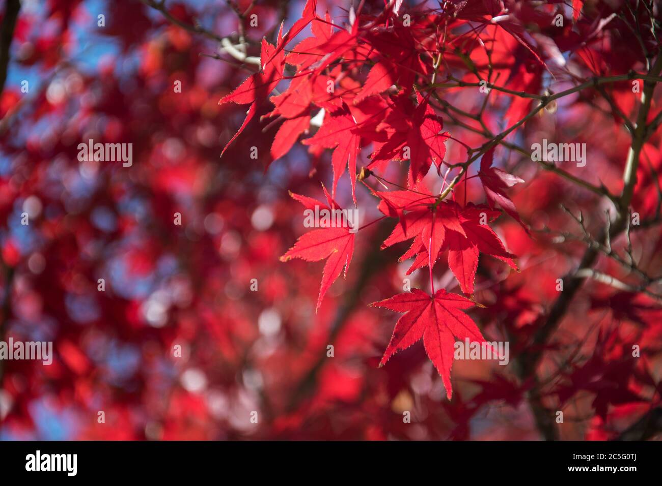 Maple leaves change the color to seasonal at November and leaf lighted ...