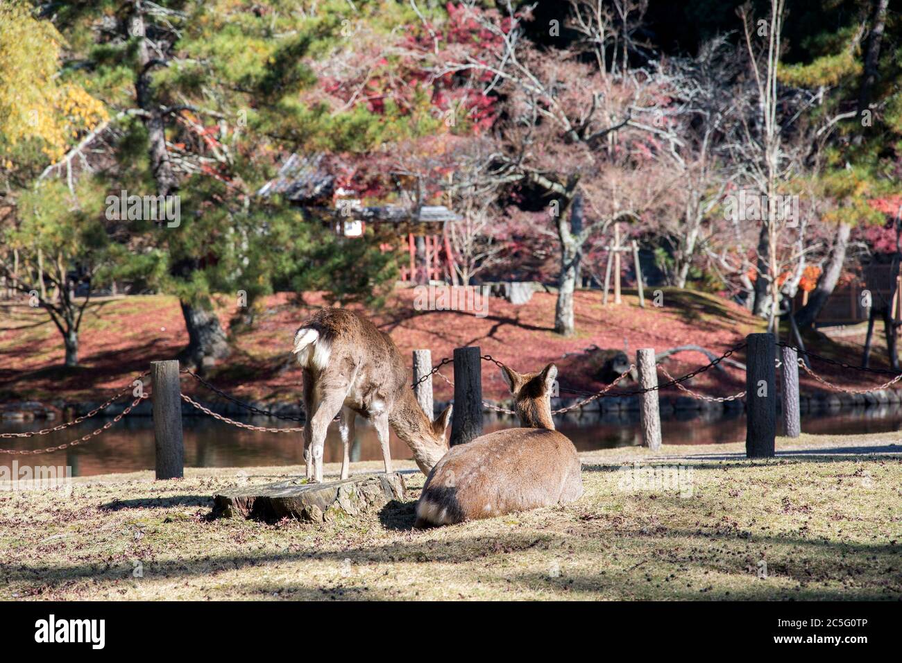 Young deer in the park Nara Park. Nara KPark is a large park in central ...