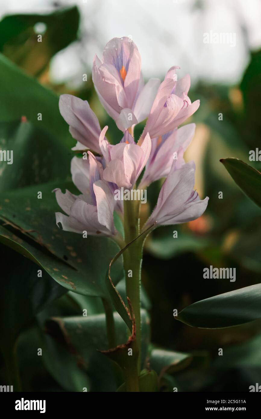 Aquatic plant flower river hi-res stock photography and images - Alamy