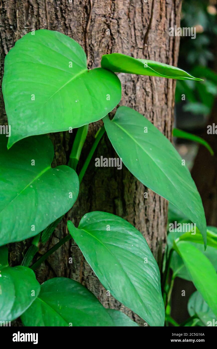 Indian harbal tree Stock Photo - Alamy