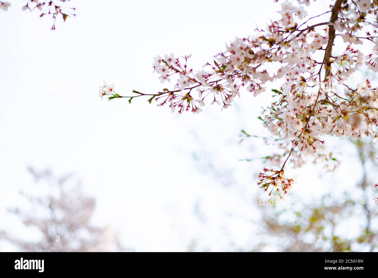 Spring flowers concept, beautiful nature scene with blooming tree 085 ...