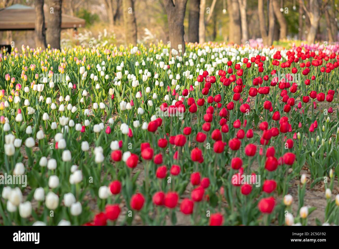 Spring flowers concept, beautiful nature scene with blooming tree 092 ...