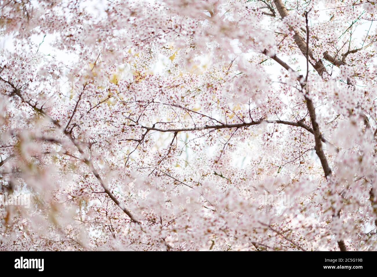 Spring flowers concept, beautiful nature scene with blooming tree 091 ...