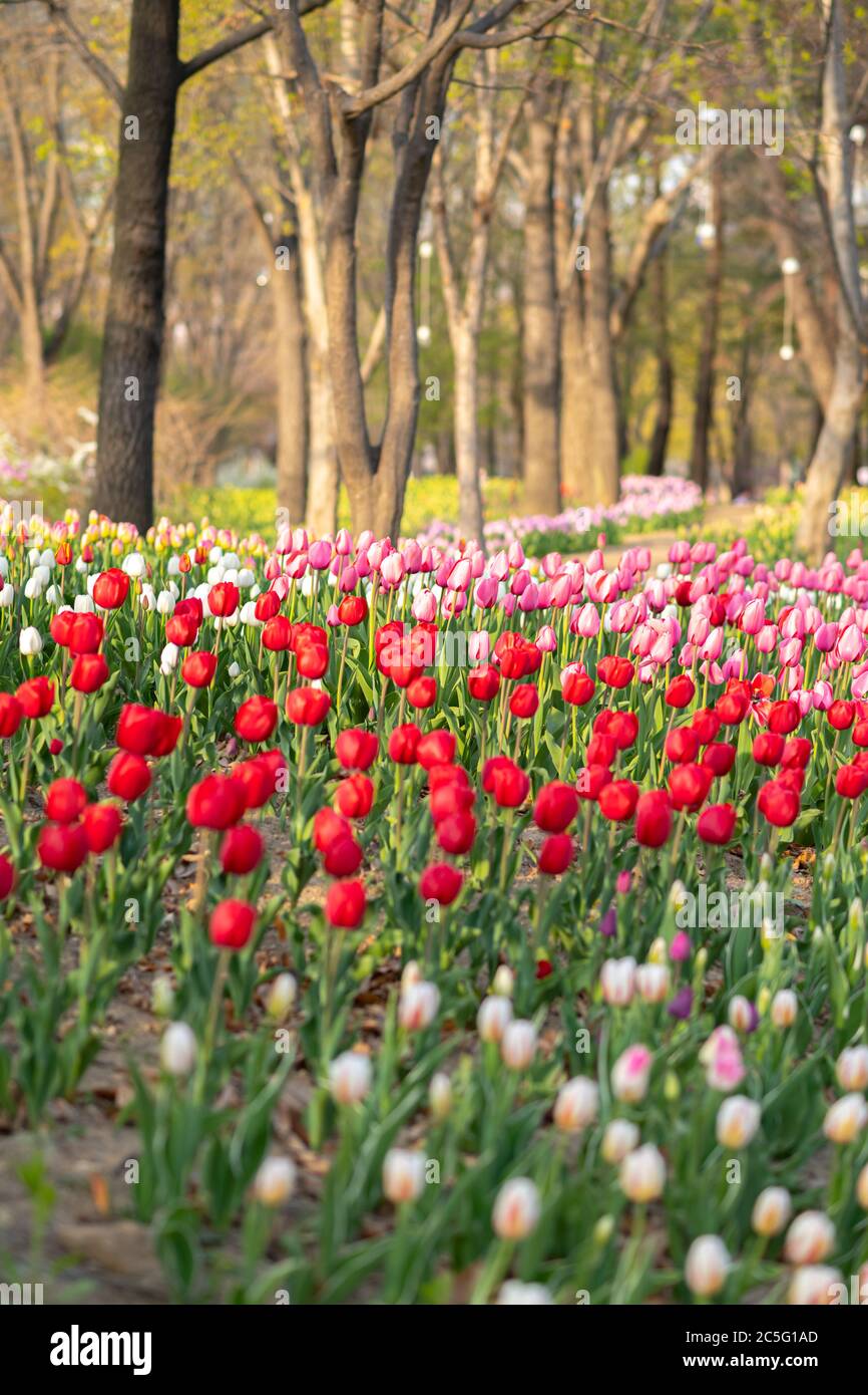 Spring flowers concept, beautiful nature scene with blooming tree 058 ...