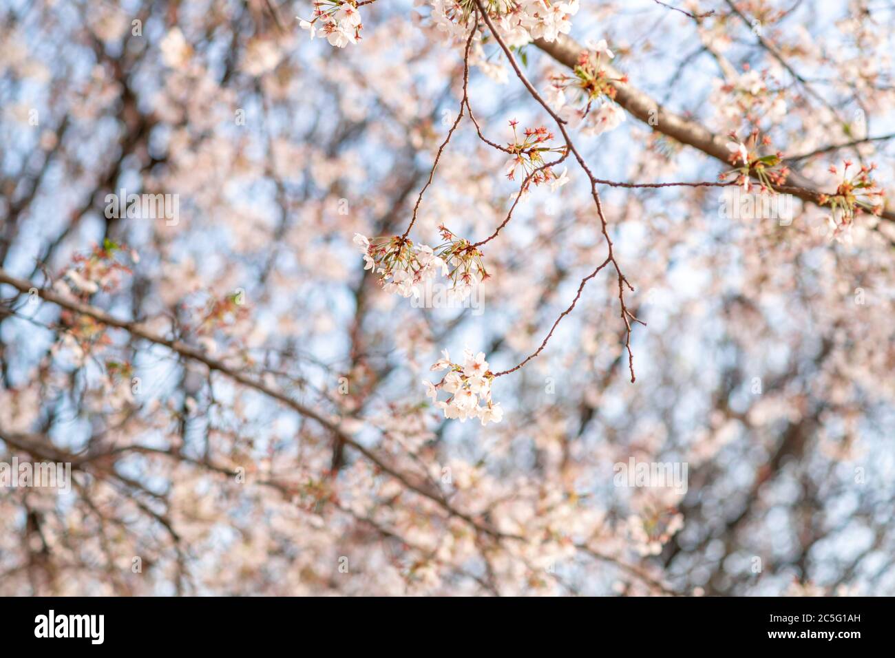 Spring flowers concept, beautiful nature scene with blooming tree 062 ...
