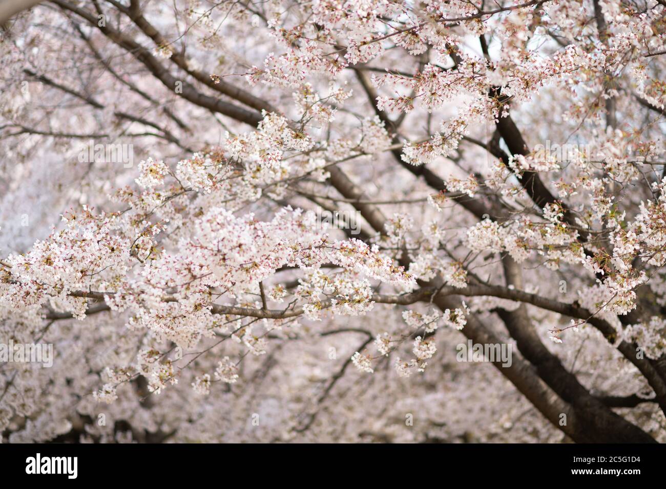 Spring flowers concept, beautiful nature scene with blooming tree 037 ...