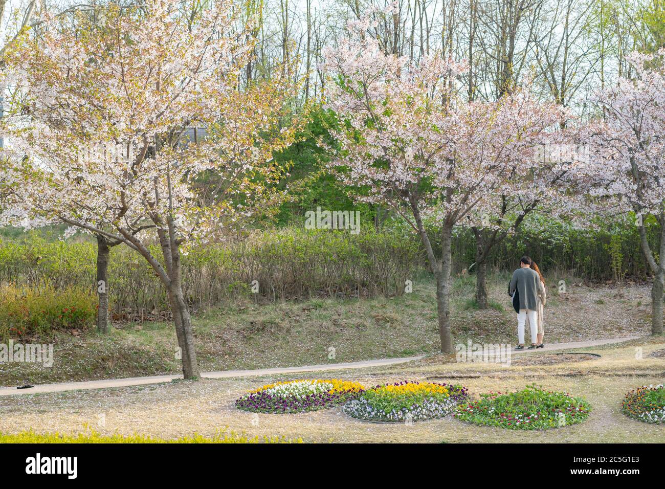 Spring flowers concept, beautiful nature scene with blooming tree 045 ...