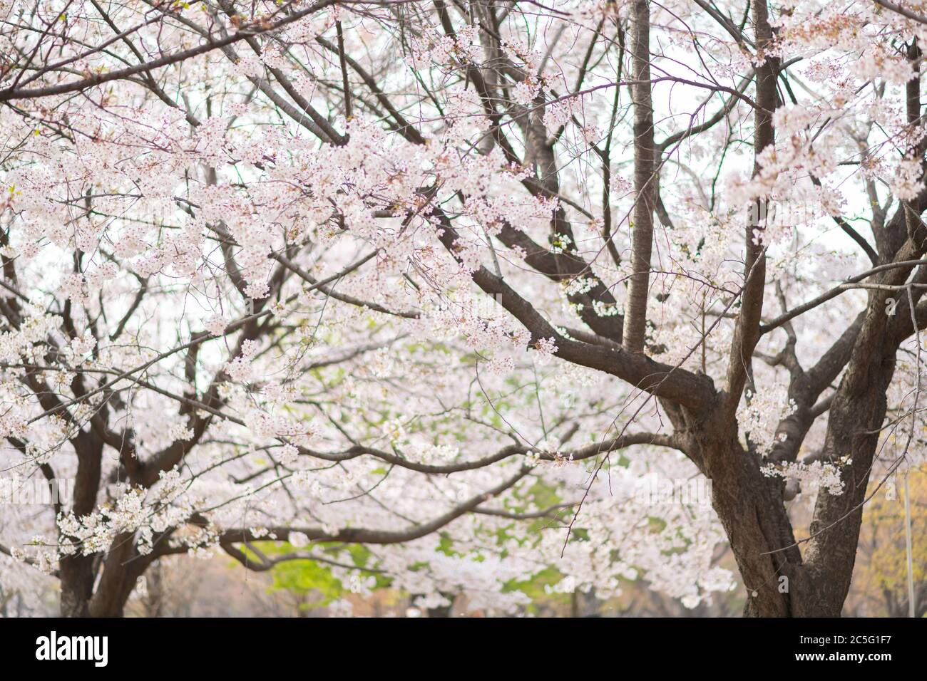 Spring flowers concept, beautiful nature scene with blooming tree 023 ...